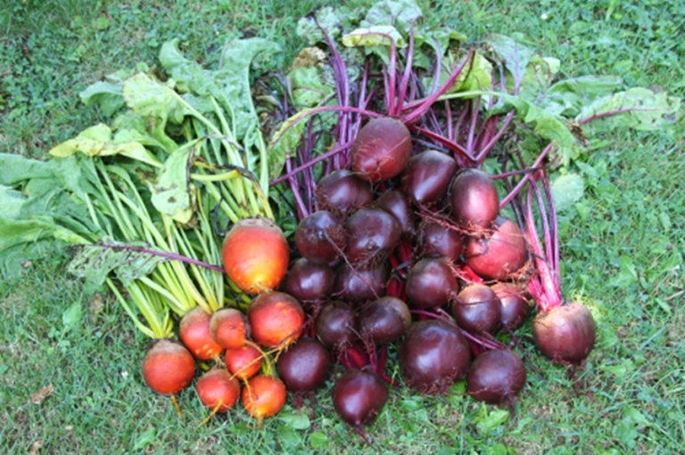 Beet Poke – Canadian Cookbooks