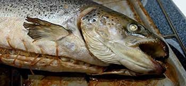 Mitji-Let’s Eat! – Canadian Cookbooks